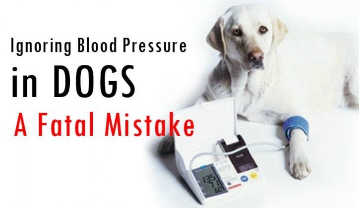 What are the Symptoms of High Blood Pressure in Dogs?